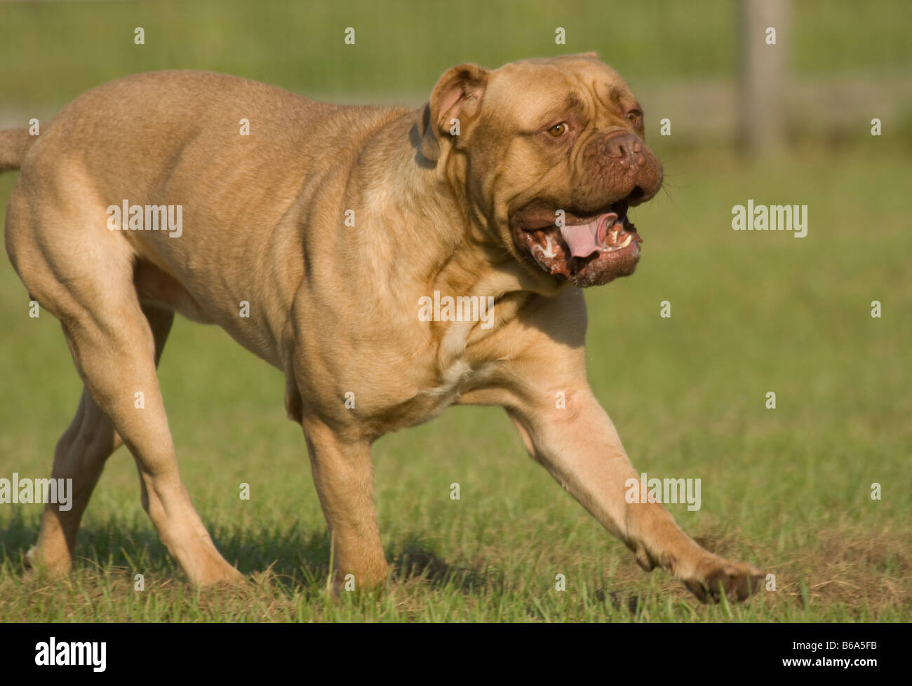 Mastif and teeth hi-res stock photography and images - Alamy