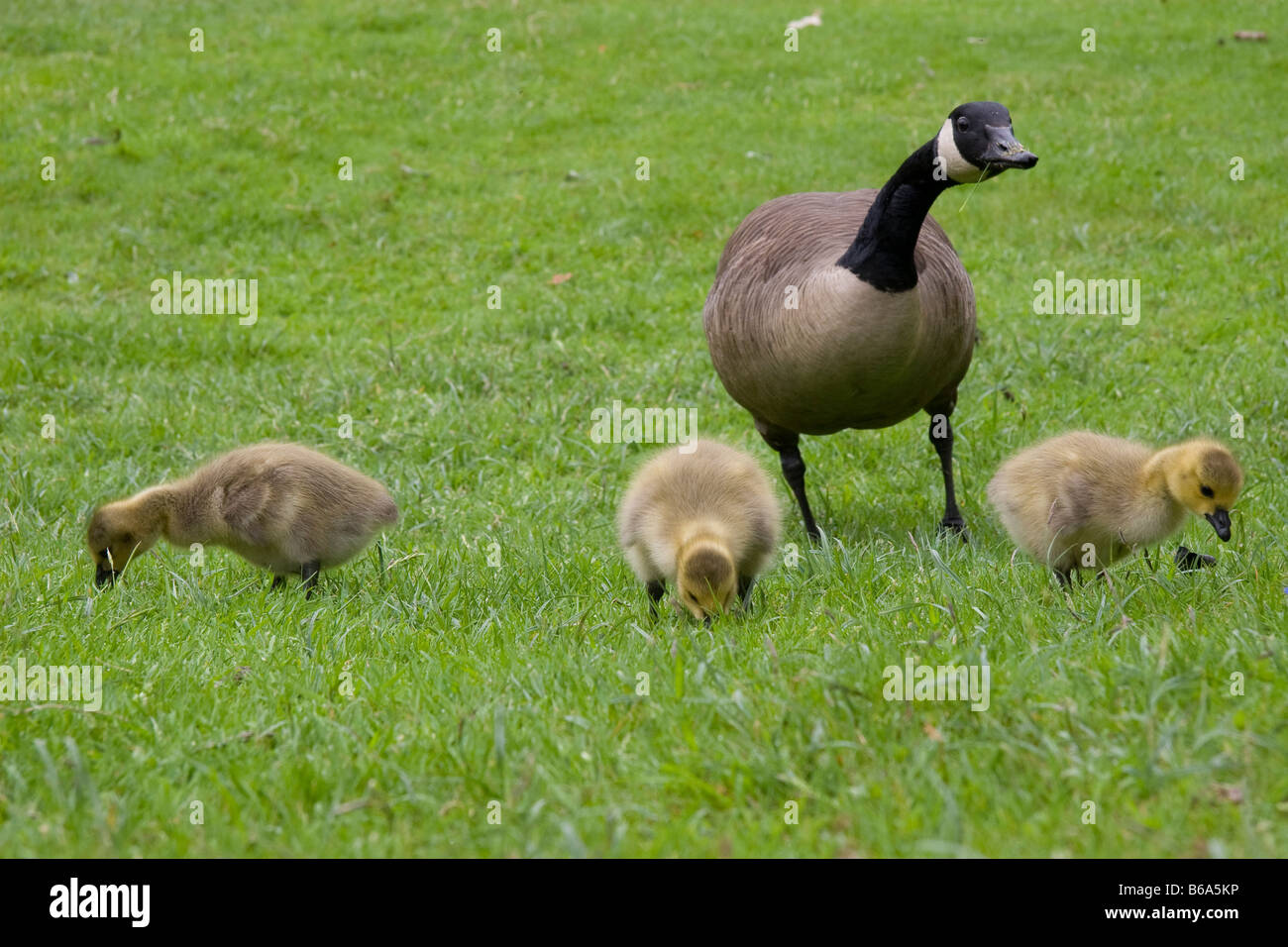 Canada Goose Branta canadensis with 3 goslings Stock Photo - Alamy