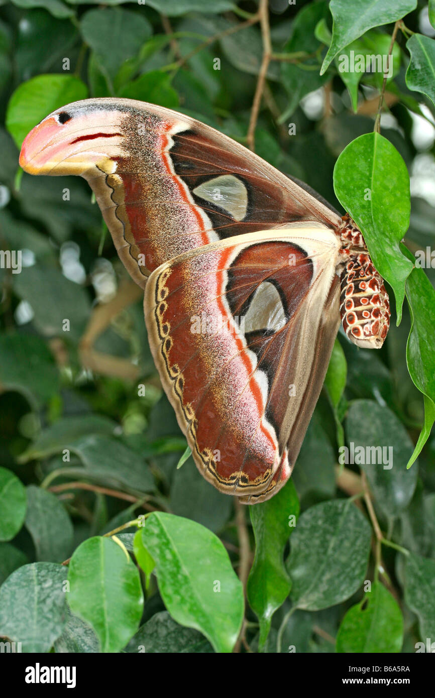 Atlas moth Attacus atlas Stock Photo - Alamy Atlas moth Attacus atlas Stock Photo - Alamy