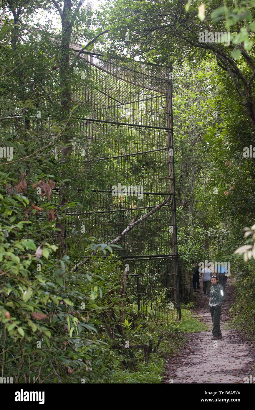 Orangutan Pongo pygmaeus cage in Tanjung Puting NP Borneo Stock Photo ...