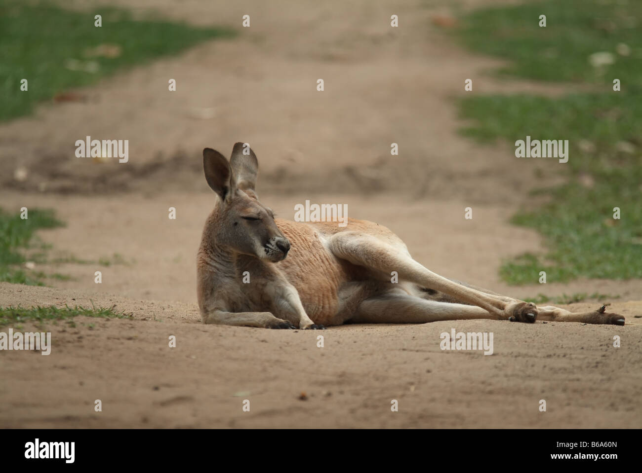 Land of kangaroos hi-res stock photography and images - Alamy