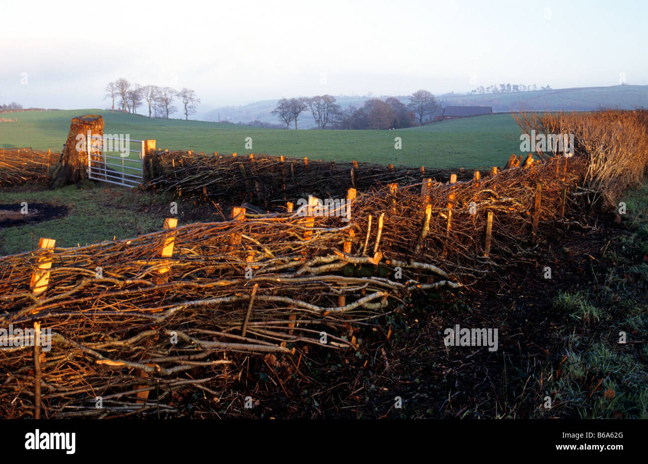 Layered Hedging High Resolution Stock Photography and Images - Alamy