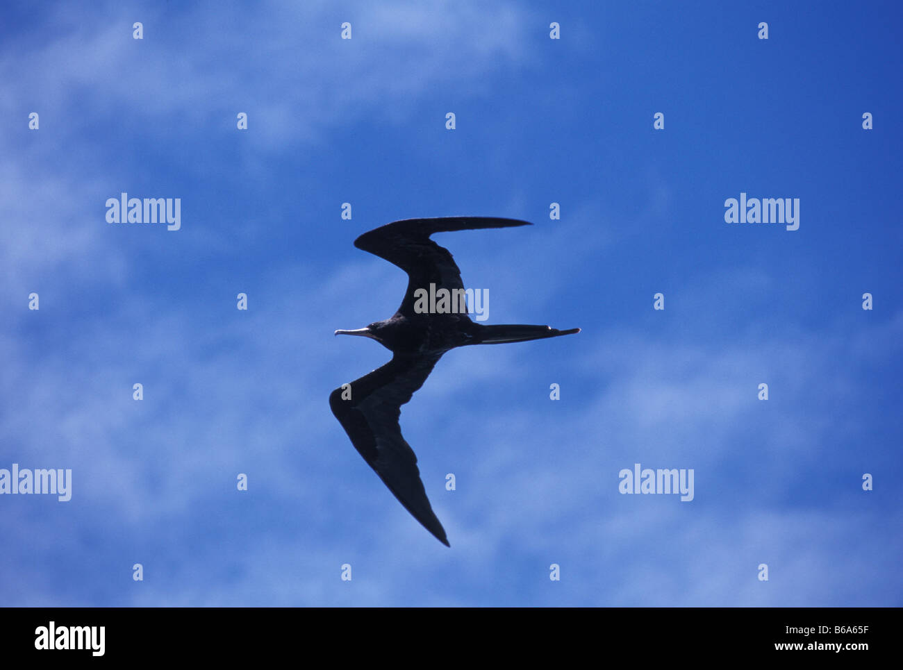 Great frigate bird in flight Stock Photo - Alamy