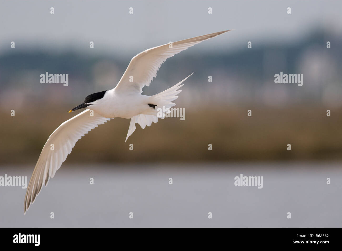 Sandwich Tern (Sterna sandvicensis) in flight Stock Photo - Alamy