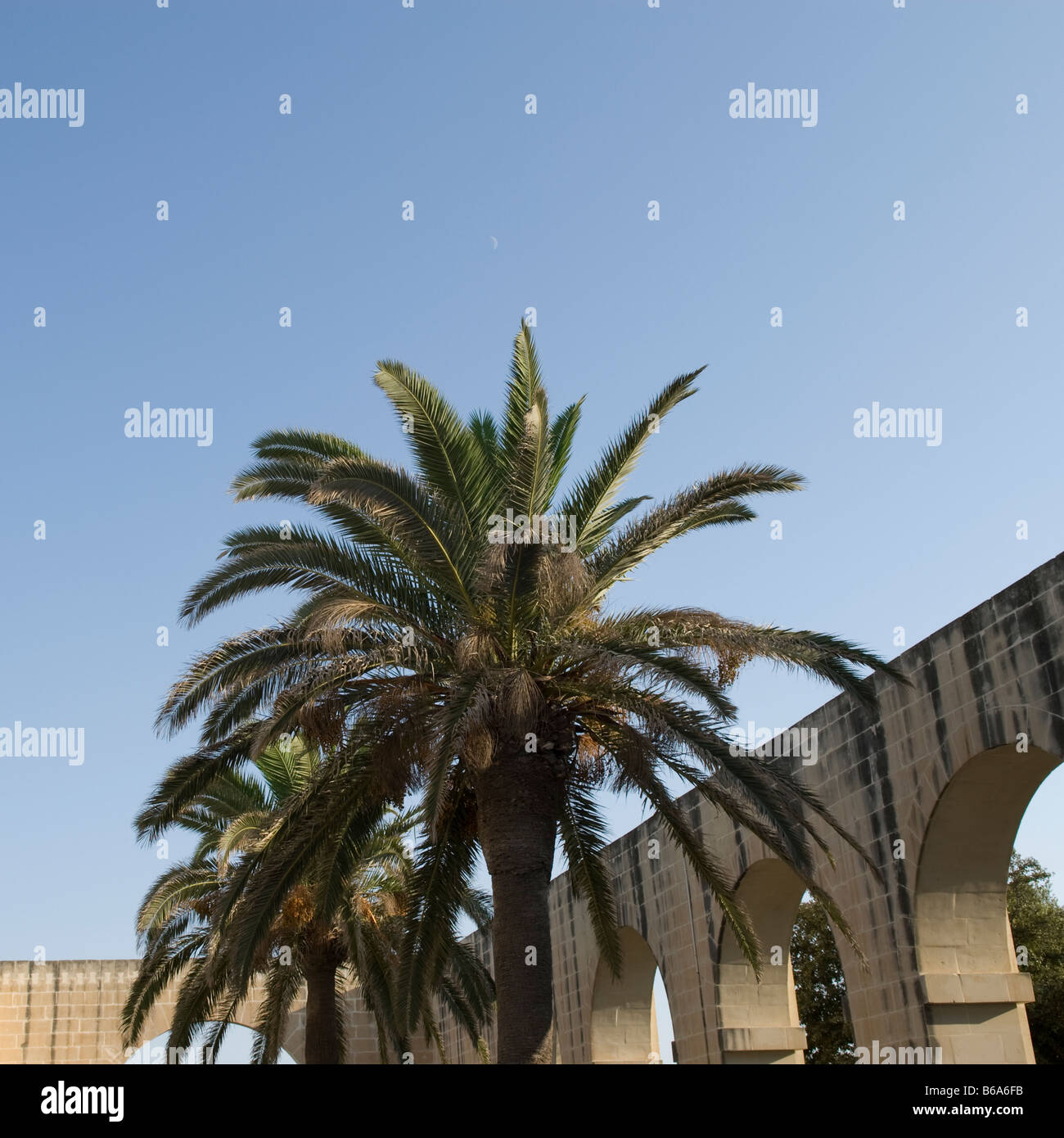 Palm tree in Lower Barrakka Gardens, Valletta Malta Stock Photo - Alamy