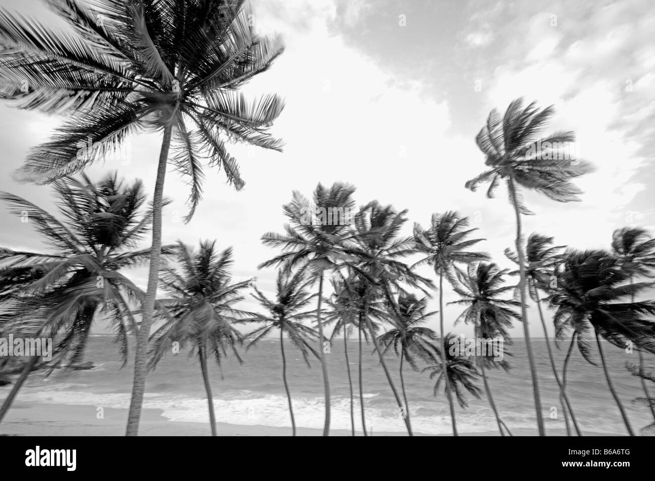 Barbados, Coconut Palms, Wind Stock Photo - Alamy