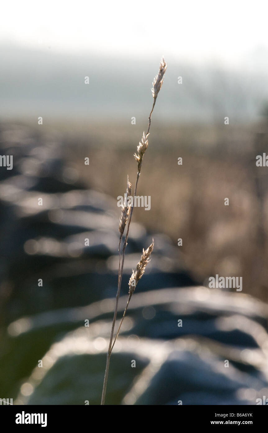 Stone stalk hi-res stock photography and images - Alamy
