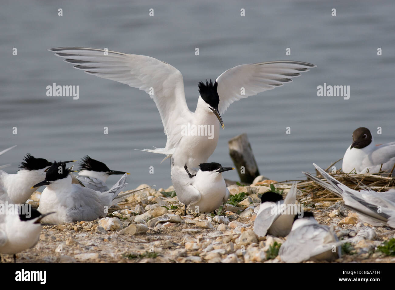 Sandwich Tern (Sterna sandvicensis) pair mating Stock Photo - Alamy