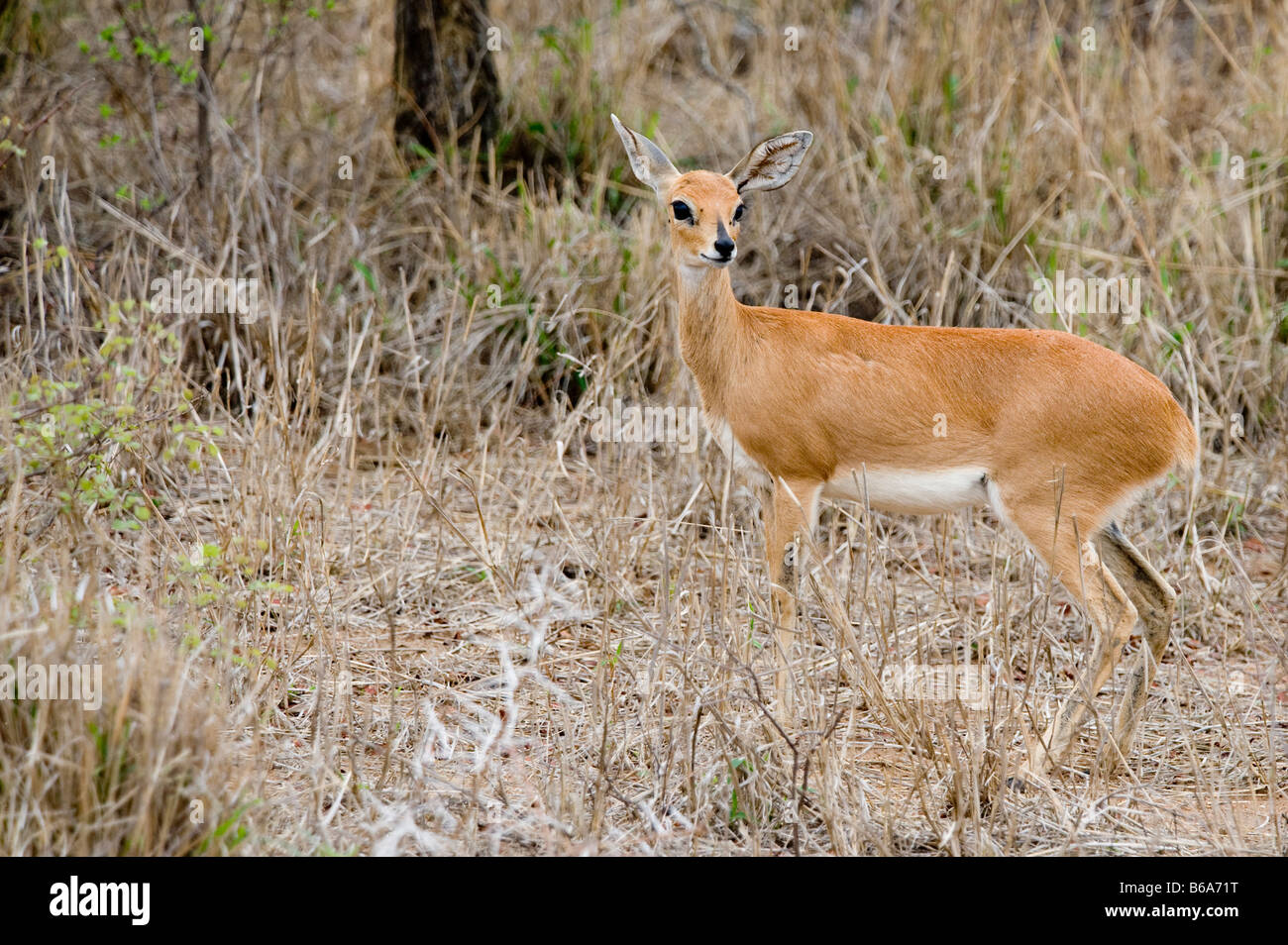 Impala fawn hi-res stock photography and images - Alamy