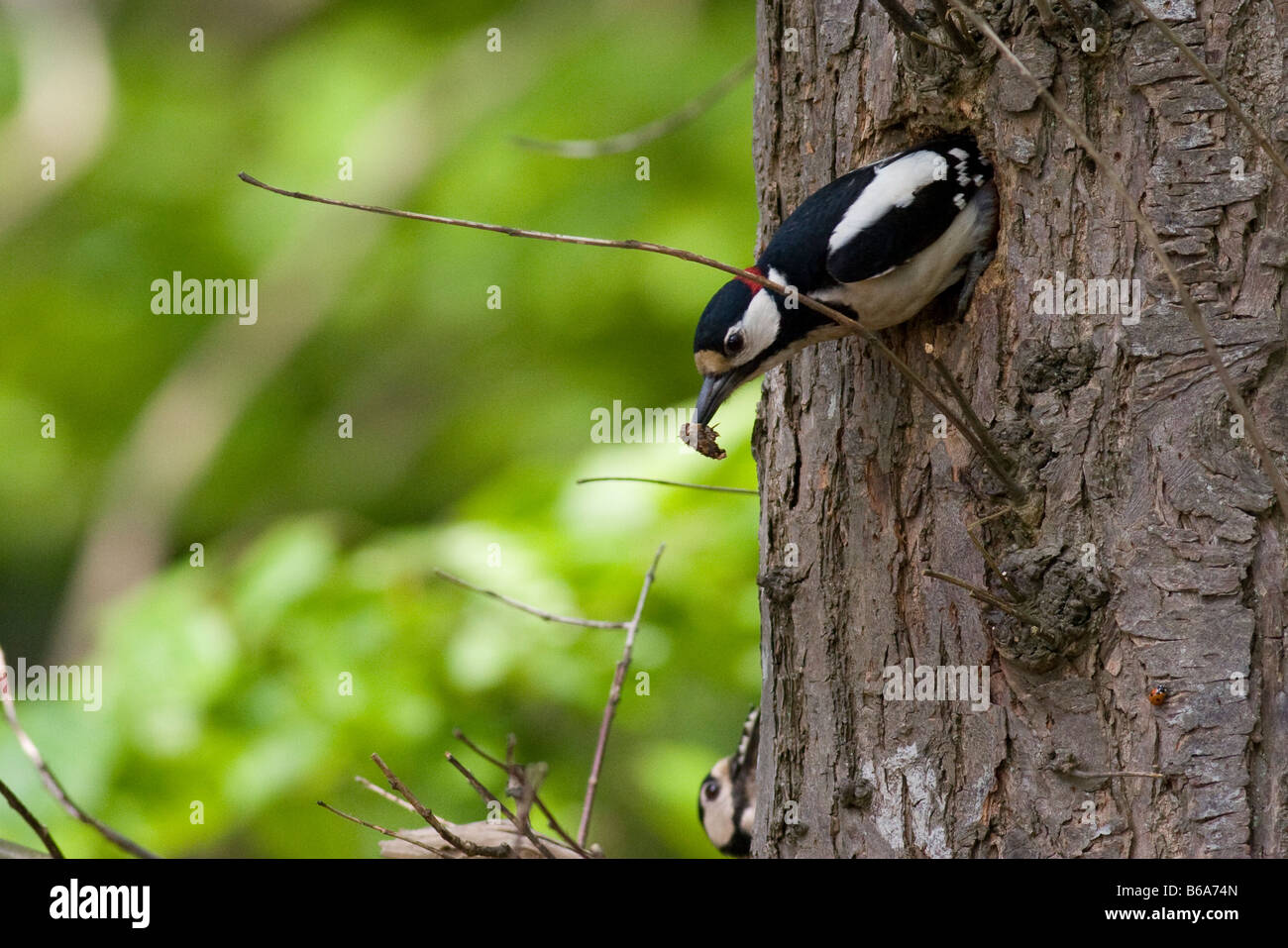 Great spotted woodpecker (Dendrocopus major) leaving nest hole Stock ...