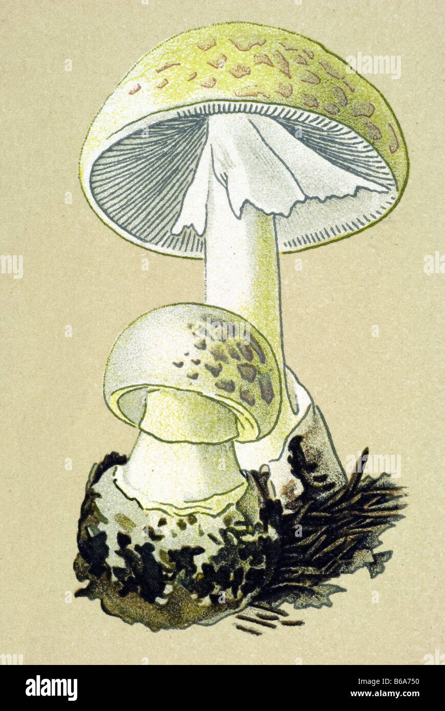 Death cap mushrooms hi-res stock photography and images - Alamy