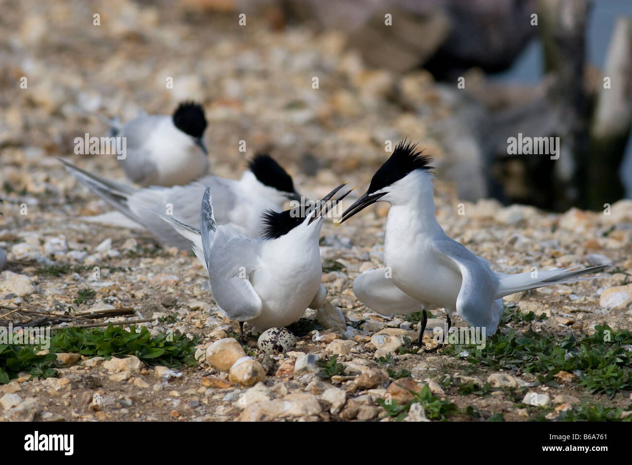 Sandwich Tern pair with egg (Sterna sandvicensis Stock Photo - Alamy
