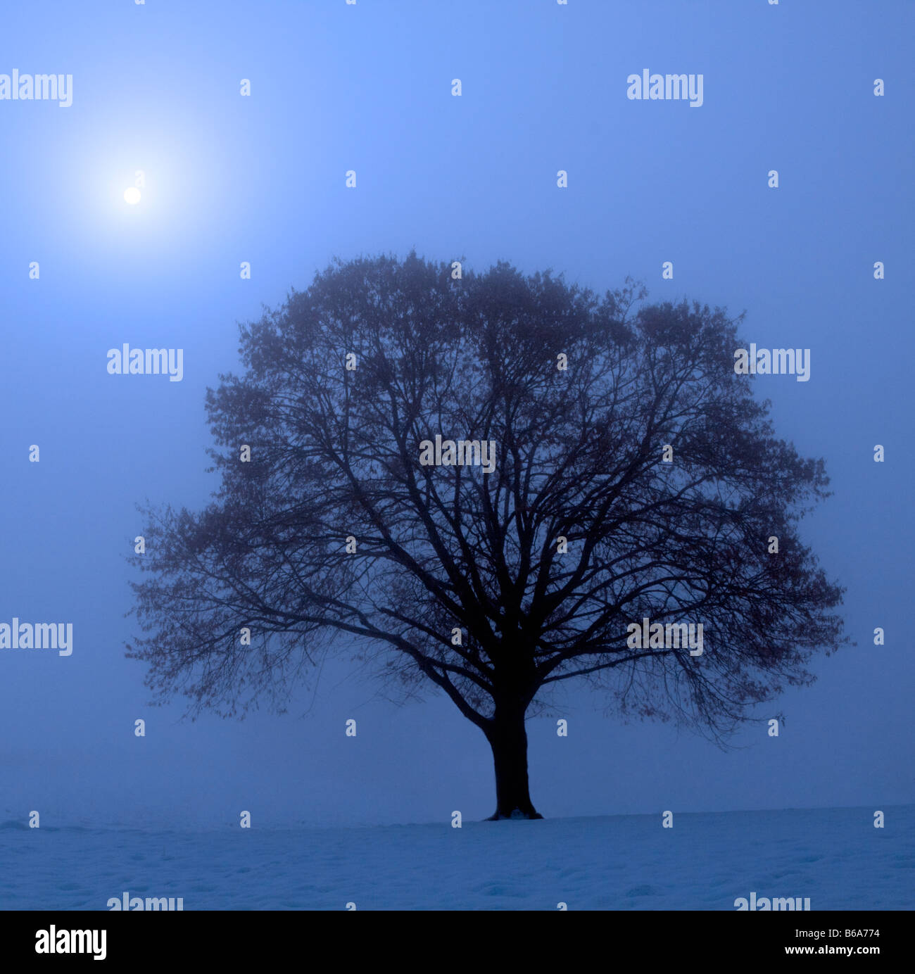 Tree snow mist hi-res stock photography and images - Alamy