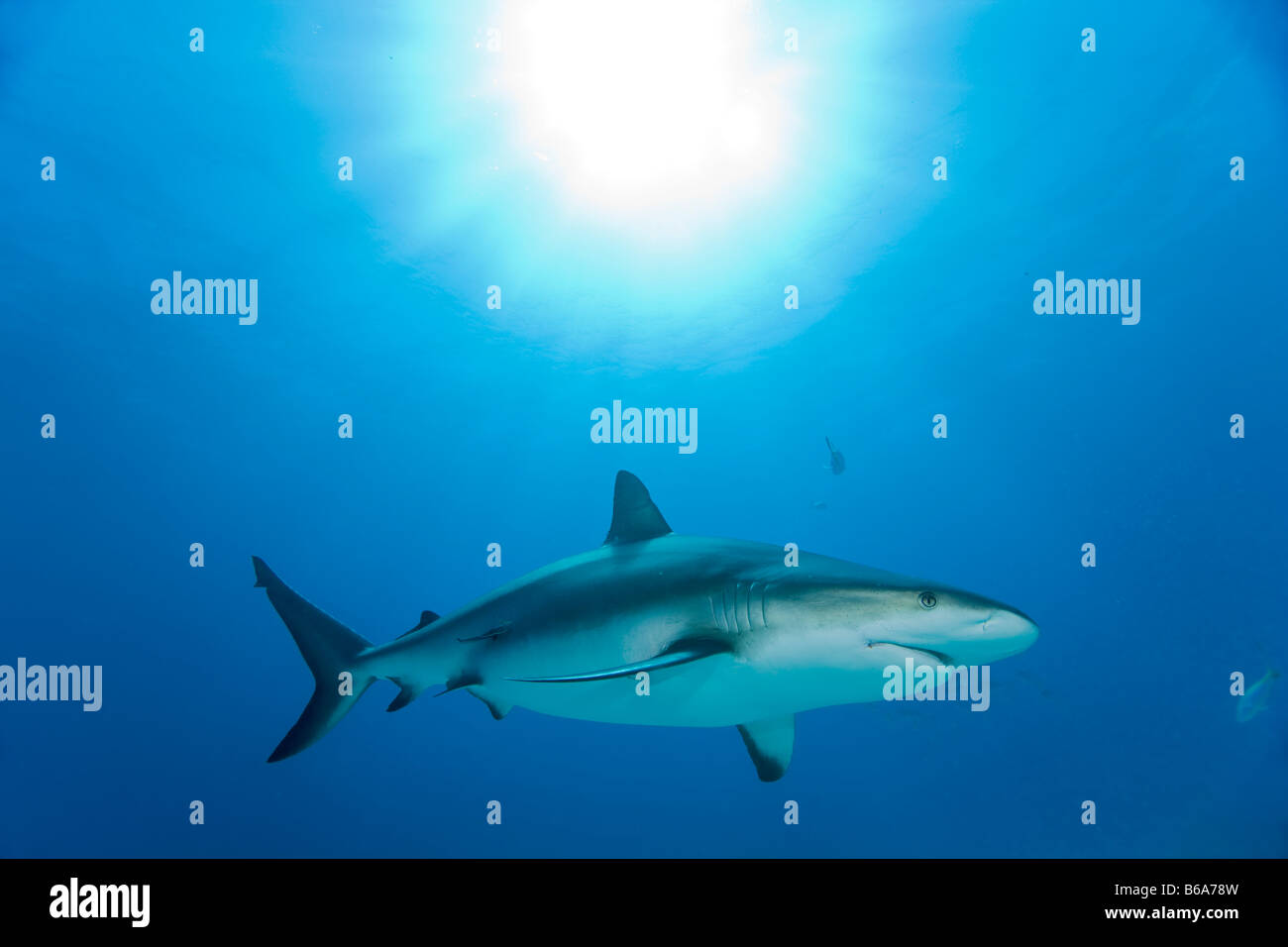 Bahamas Grand Bahama Island Freeport Underwater view of Caribbean Reef ...