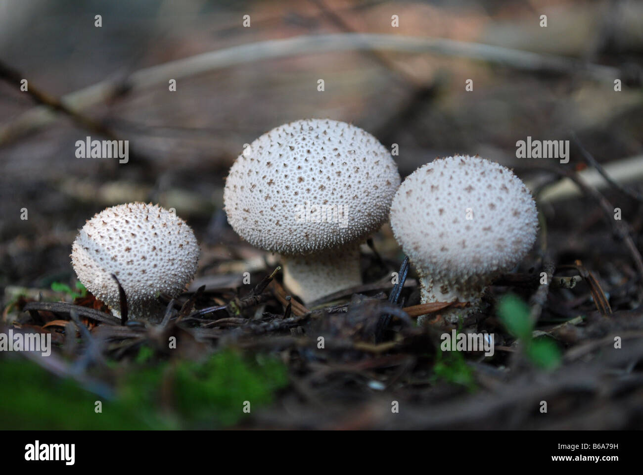 Three toadstool fungi growing hi-res stock photography and images - Alamy