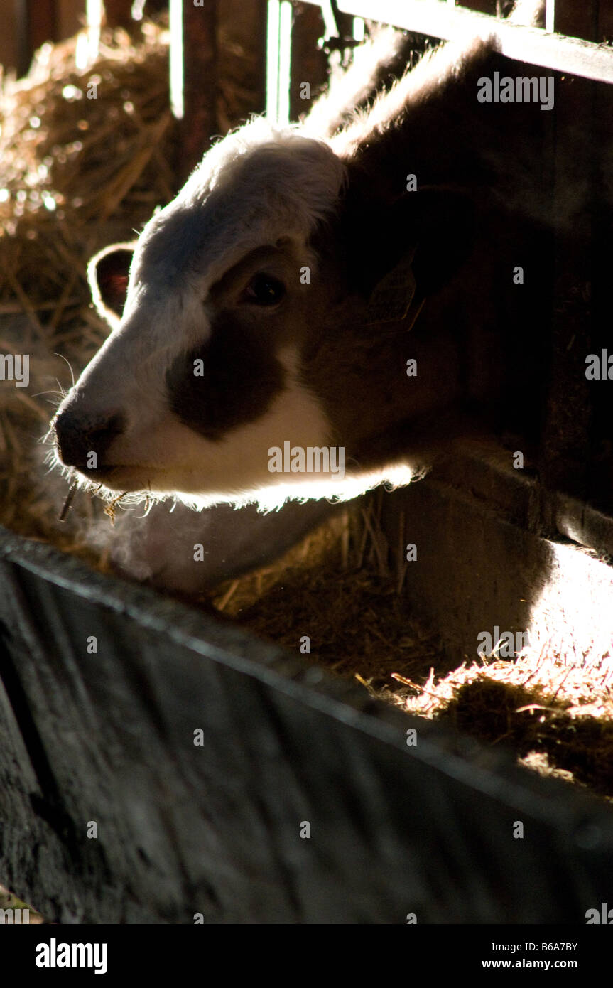 Cow eating at trough Stock Photo - Alamy