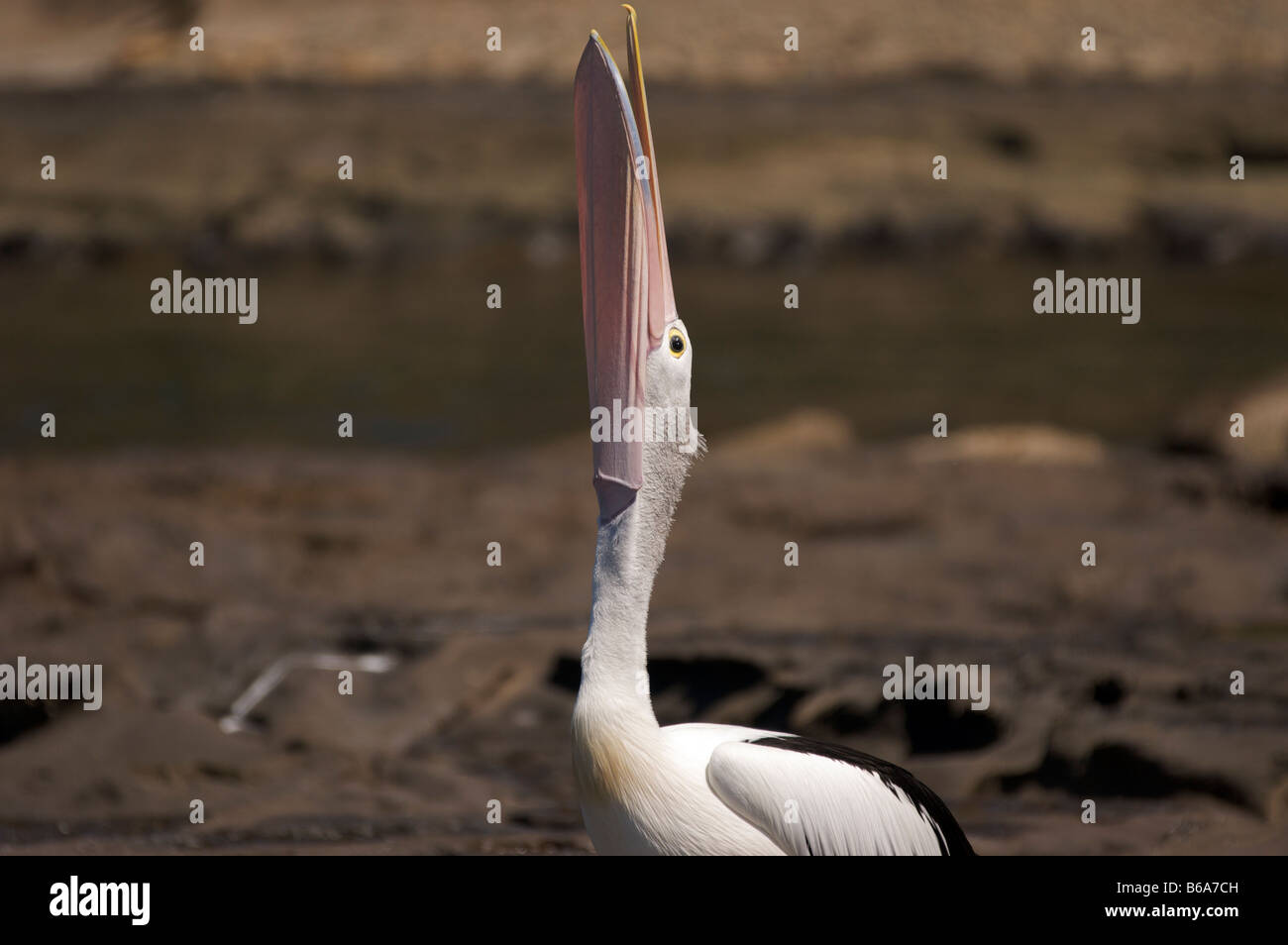 Pelican Stretching it's neck Stock Photo - Alamy