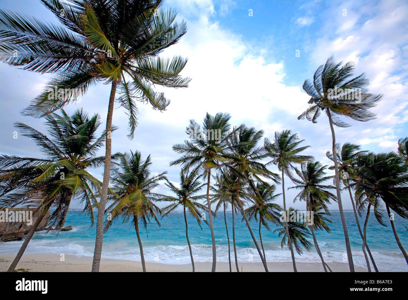 Barbados, Coconut Palms, Wind Stock Photo - Alamy