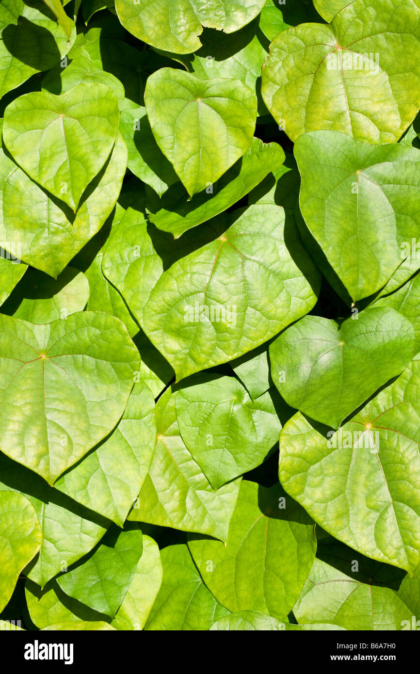 Thick menispermaceae foliage Stock Photo - Alamy