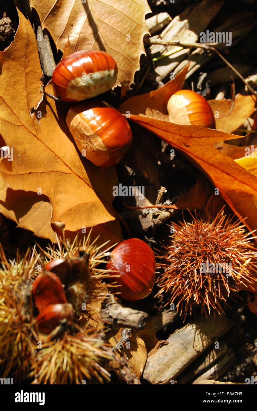 sweet chestnuts on wood floor Stock Photo - Alamy