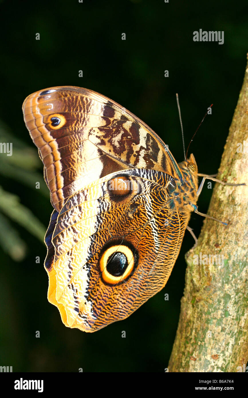 Owl butterfly Caligo sp Stock Photo - Alamy
