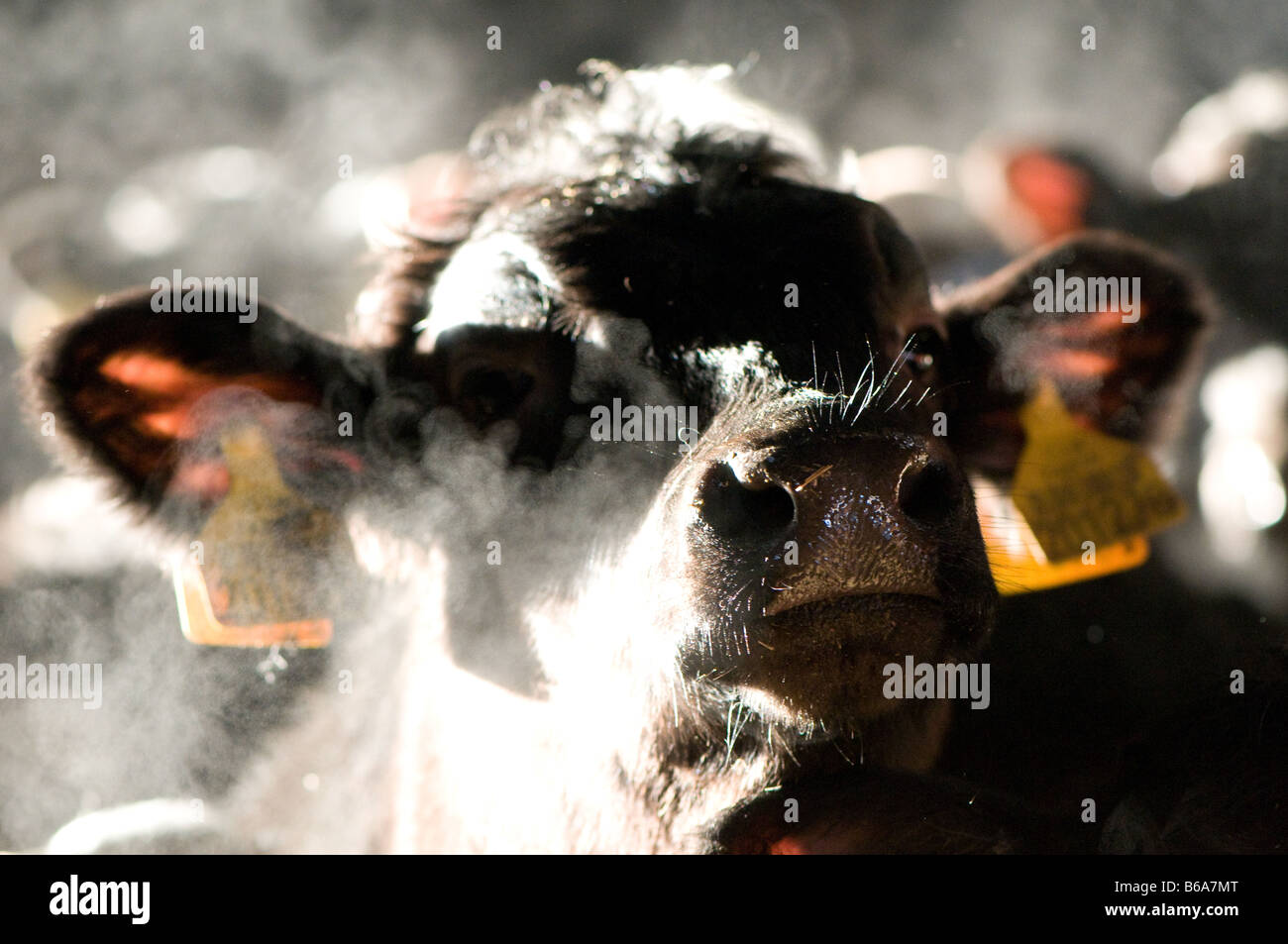 Cold cow hi-res stock photography and images - Alamy