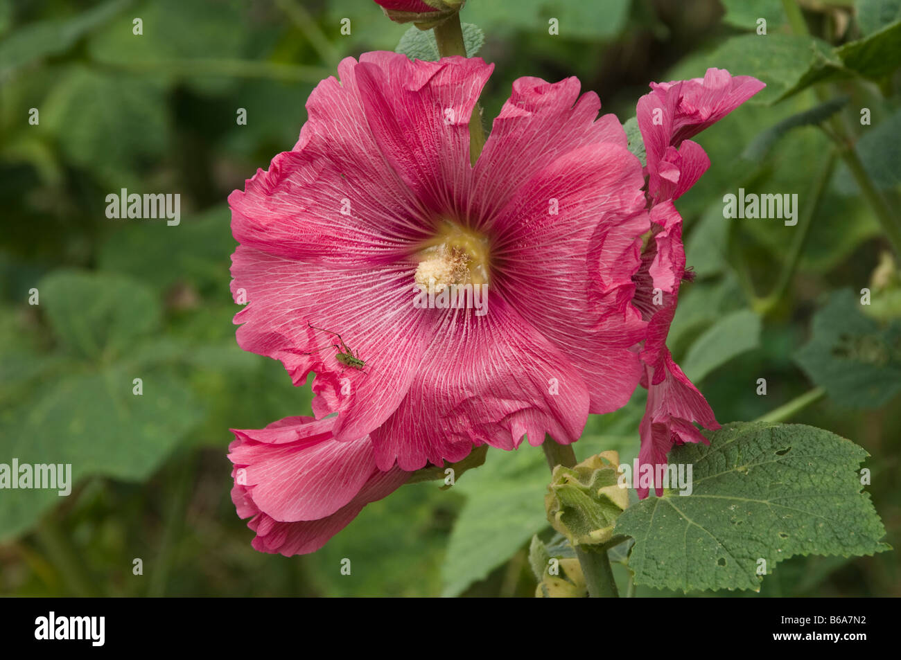 Flacoer hi-res stock photography and images - Alamy