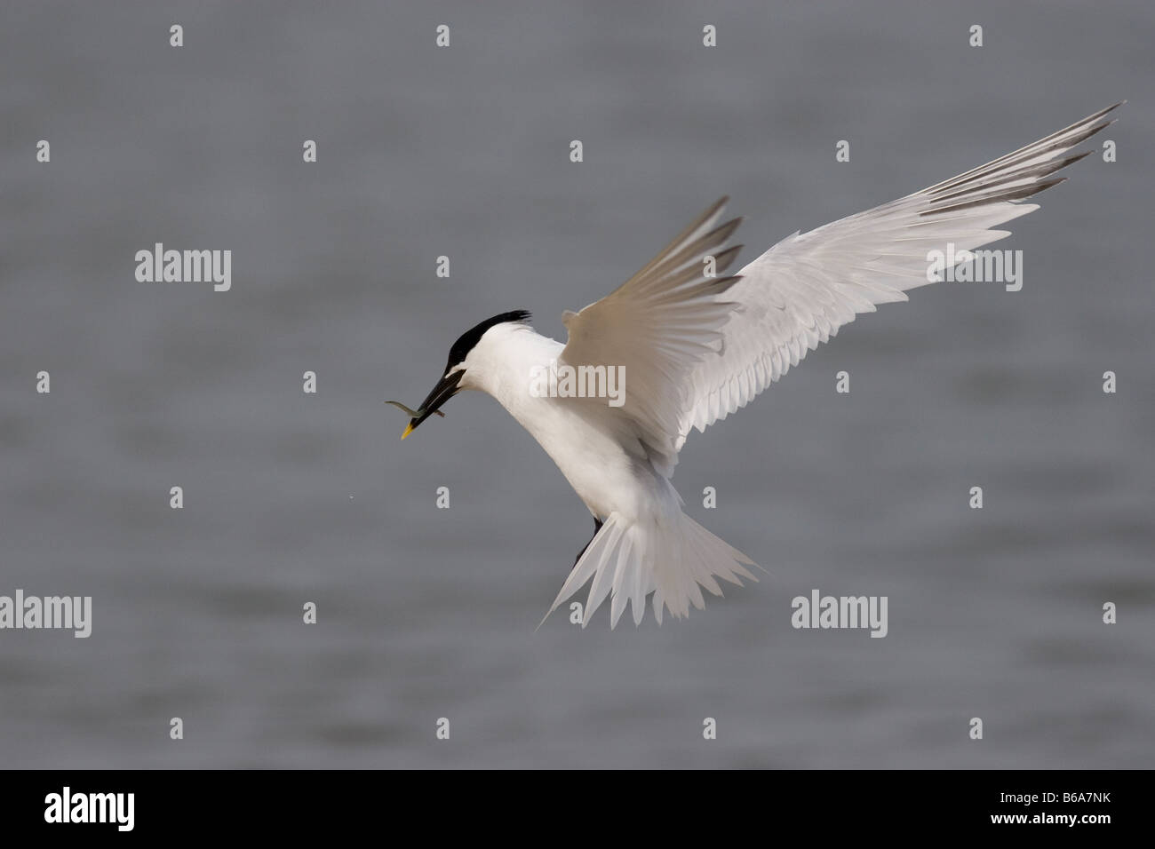 Sandwich Tern Sterna sandvicensis in flight Stock Photo - Alamy