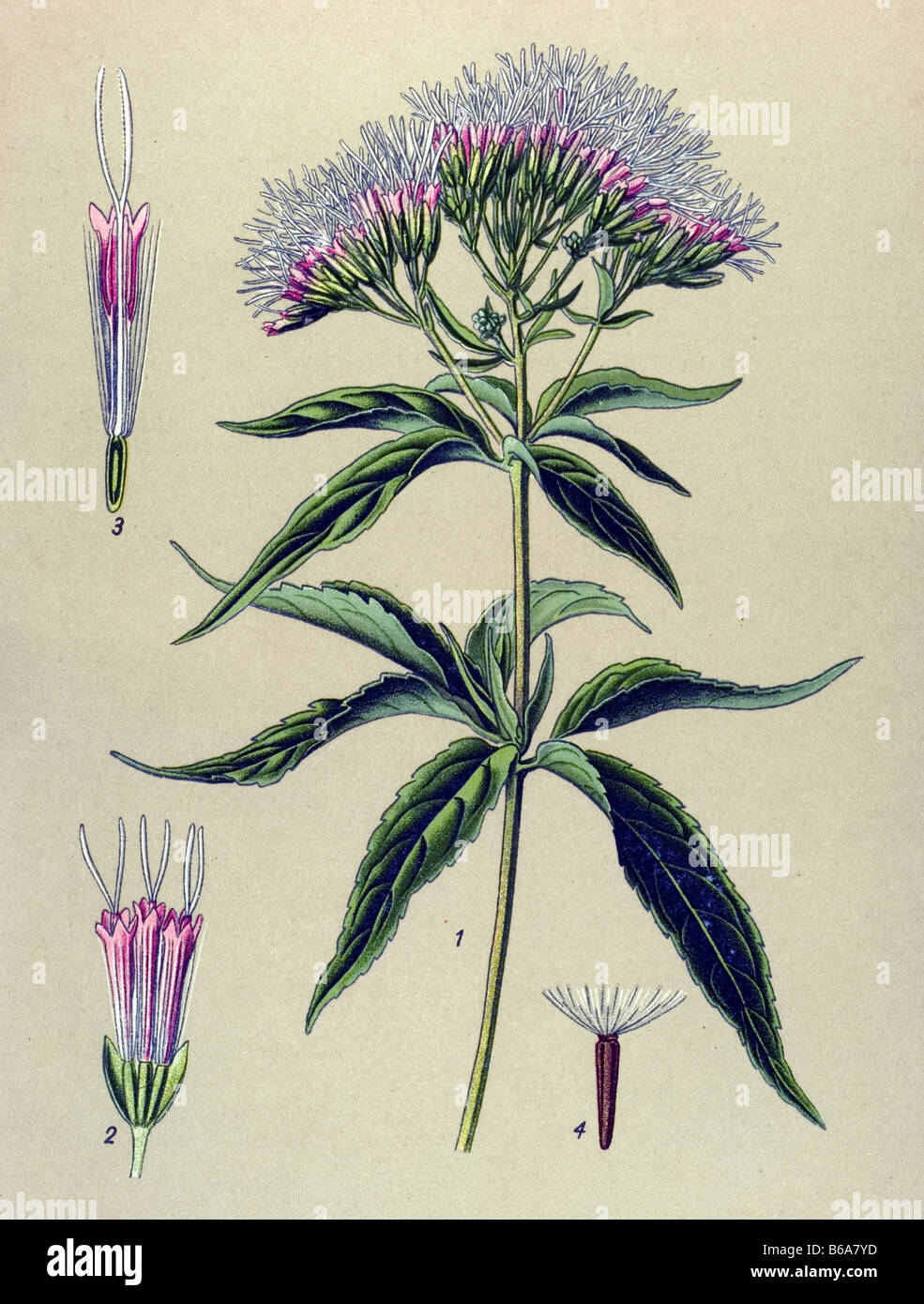 Bonesets, Eupatorium cannabium poisonous plants illustrations Stock ...