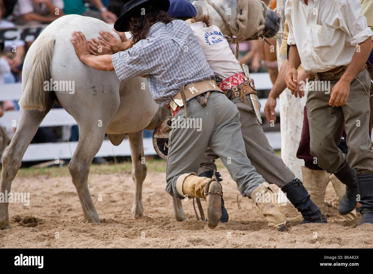 rodeo horse Uruguay fiesta gaucho cow-boy cowboy Stock Photo - Alamy