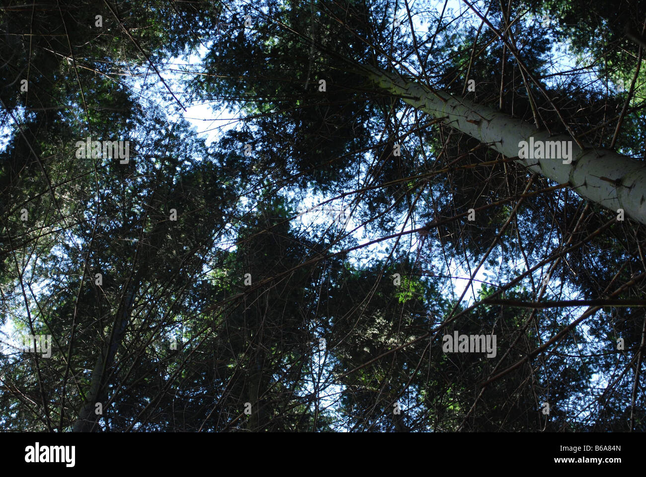 Looking up into treetops of pine trees Stock Photo - Alamy