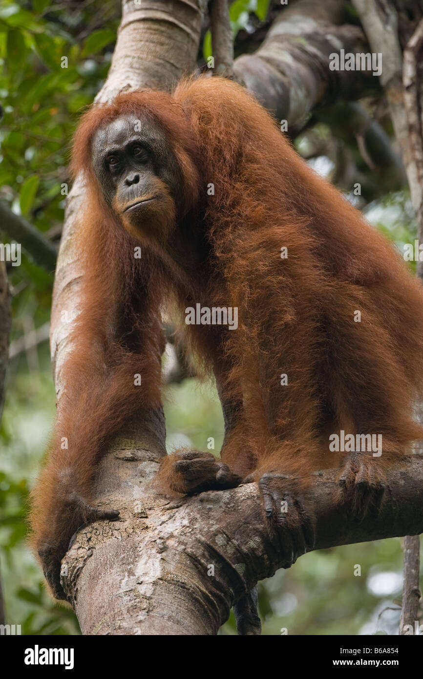 Female orangutan Pongo pygmaeus in a tree in Tanjung Puting NP Borneo ...