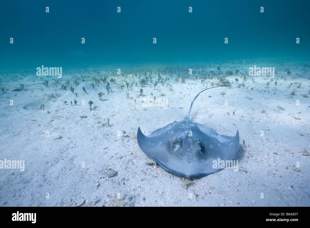 Cayman Islands Grand Cayman Island Underwater view of Southern Stingray ...