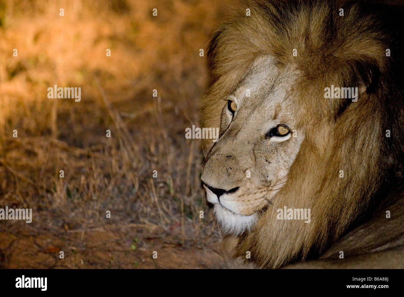 Lion hunting night hi-res stock photography and images - Alamy
