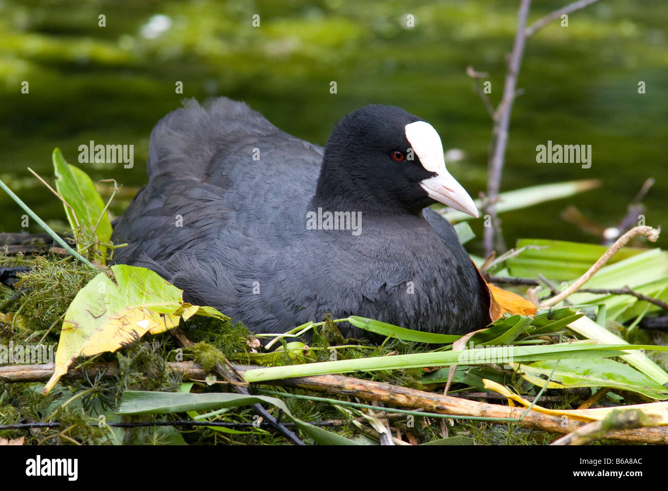Coot (Fulica atra) nest building Stock Photo - Alamy