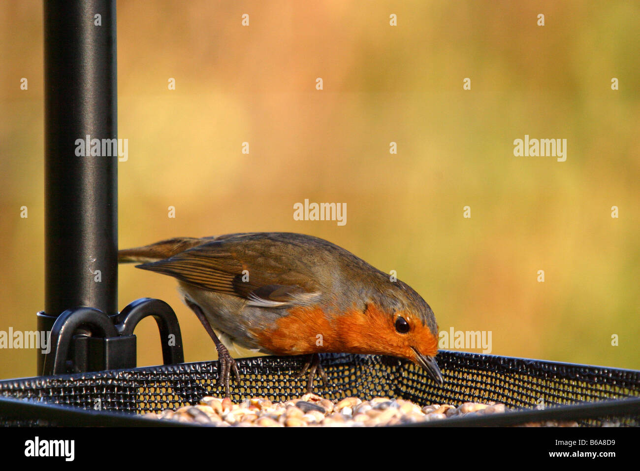 Robin Bird Table High Resolution Stock Photography and Images - Alamy