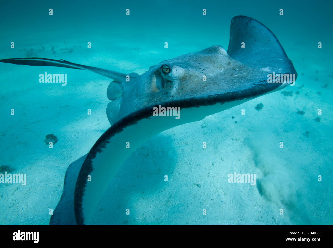 Cayman Islands Grand Cayman Island Underwater view of Southern Stingray ...