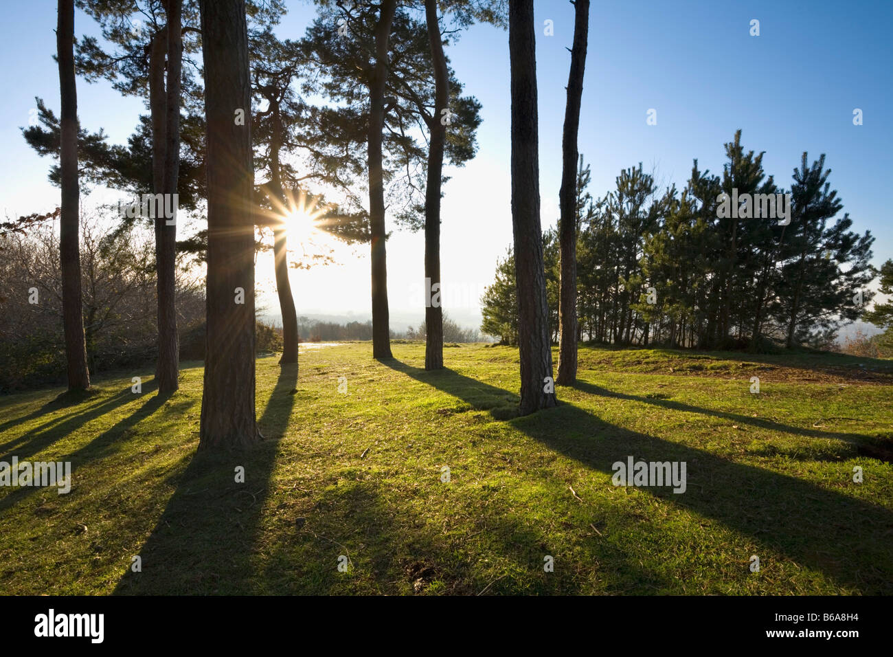 Sun flare seen through a clump of Pine Trees on the Clent Hills ...