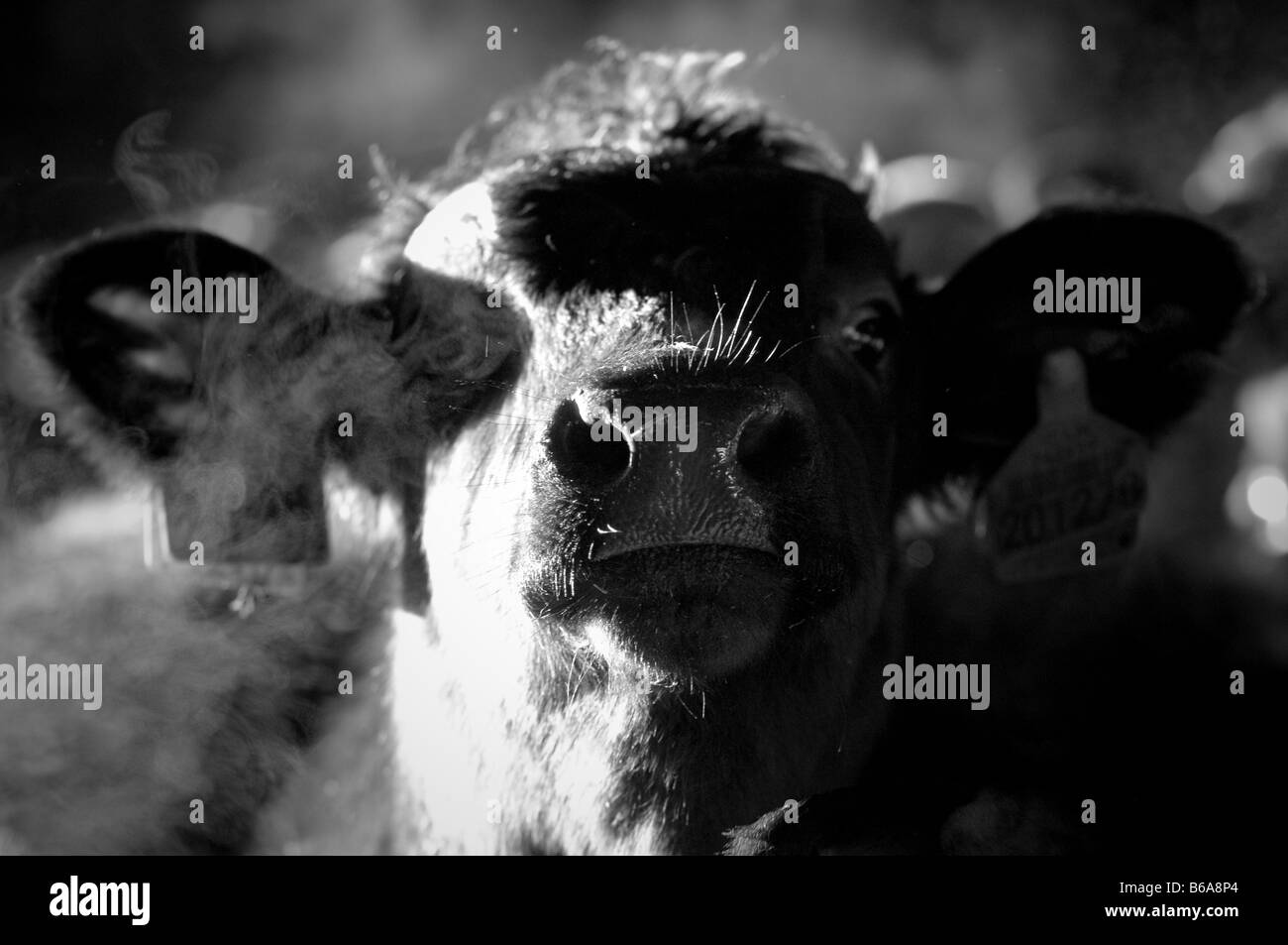 Cold cow hi-res stock photography and images - Alamy