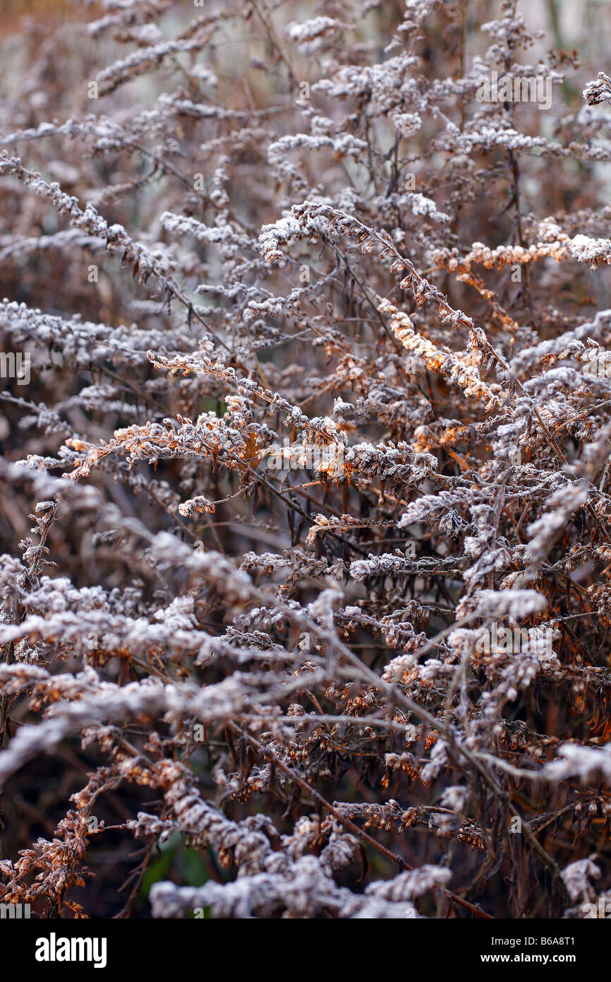 Solidago fireworks hi-res stock photography and images - Alamy