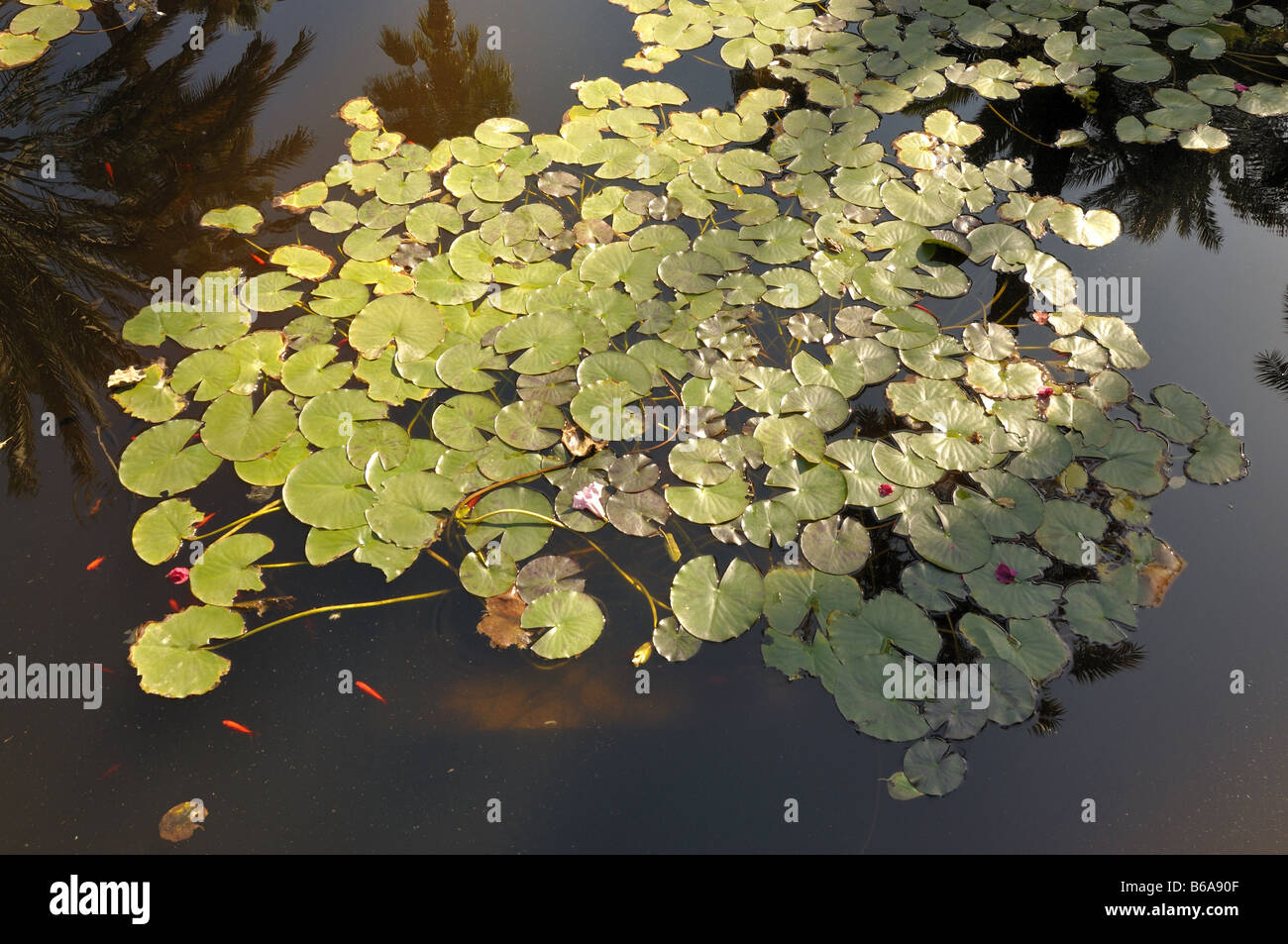 Pond plants hi-res stock photography and images - Alamy
