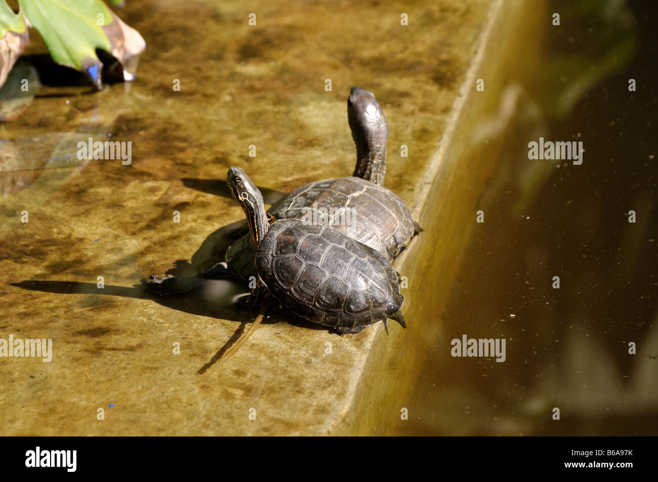 Turtles taking a sunbath hi-res stock photography and images - Alamy