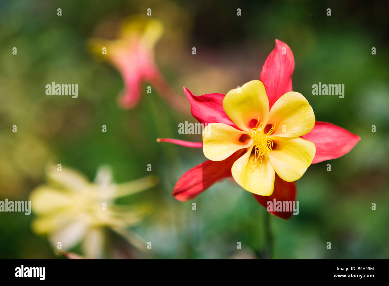 Unusual red and yellow flowers Stock Photo - Alamy