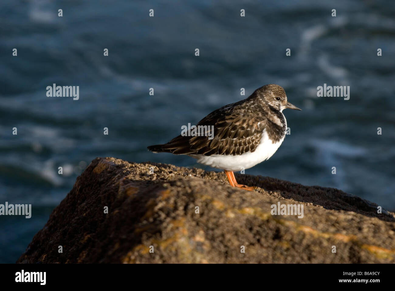 Turnstone bird hi-res stock photography and images - Alamy