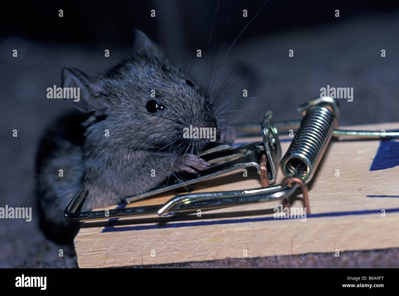 mouse caught in trap Stock Photo - Alamy