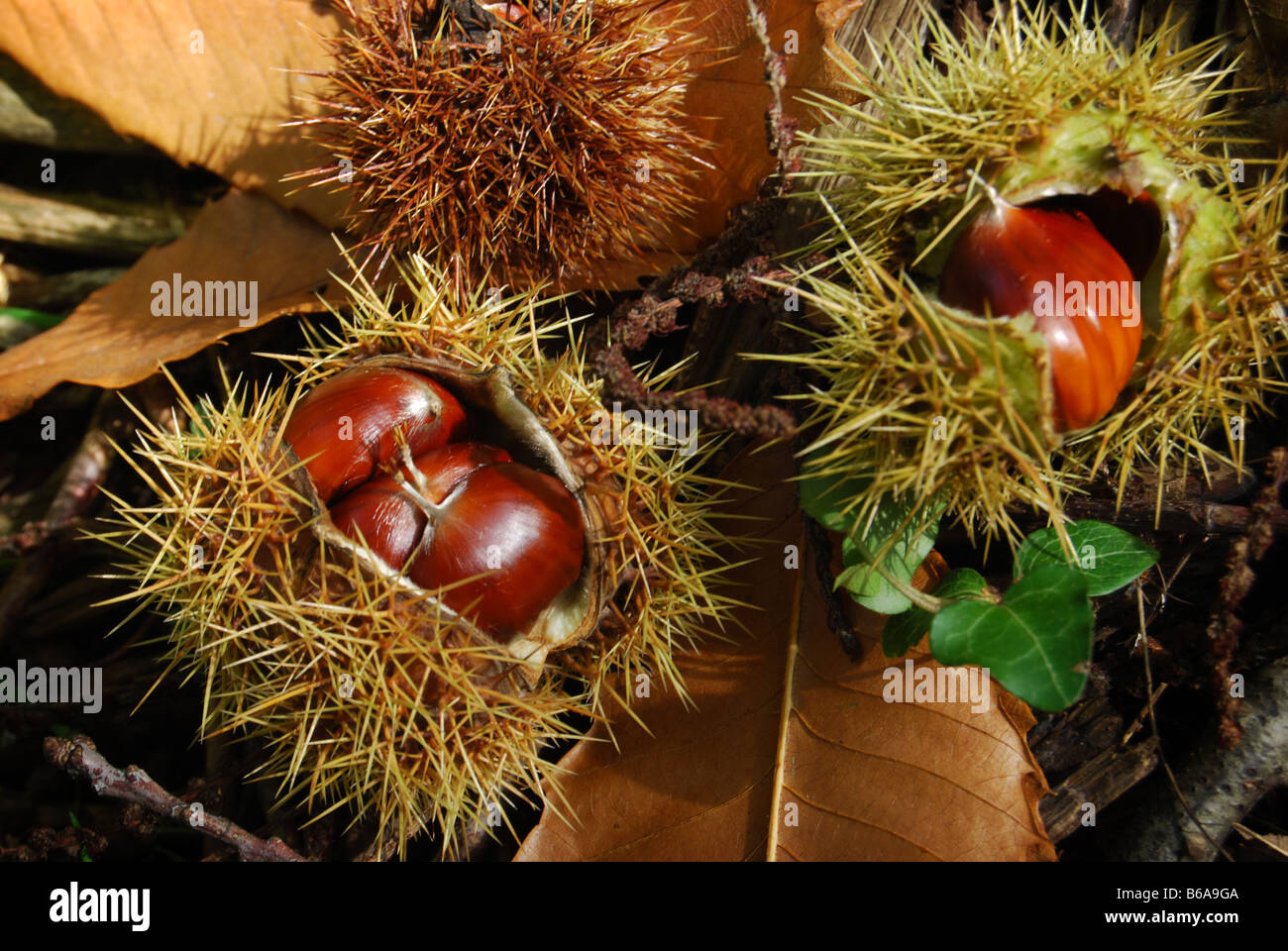 sweet chestnuts on wood floor Stock Photo - Alamy