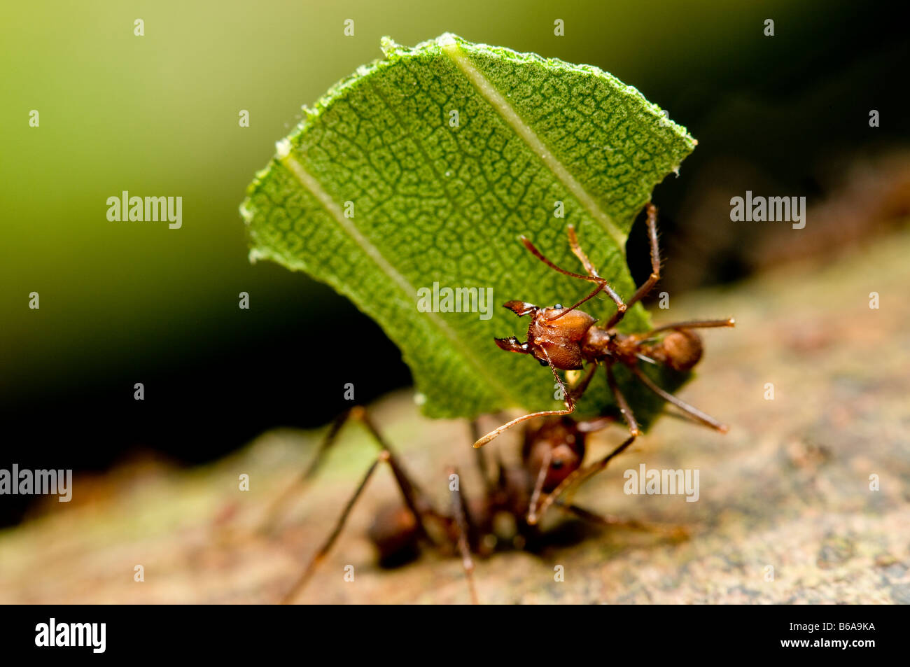LEAF-CUTTER ANT with leaf Atta sp. Amazonian Rainforest, Loreto, Peru ...