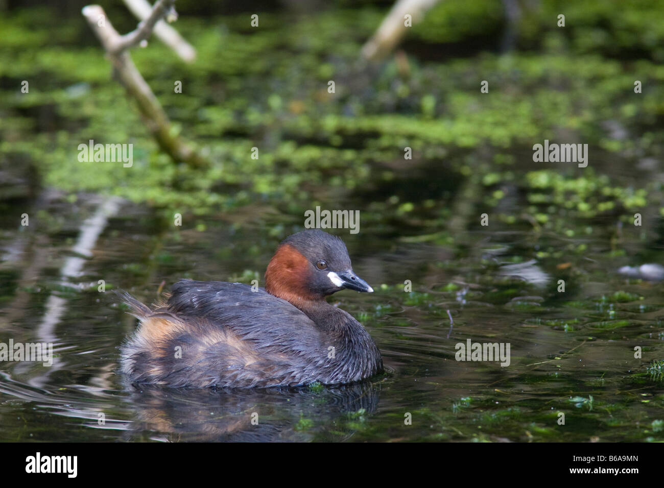 Little Grebe (Tachybaptus ruficollis Stock Photo - Alamy