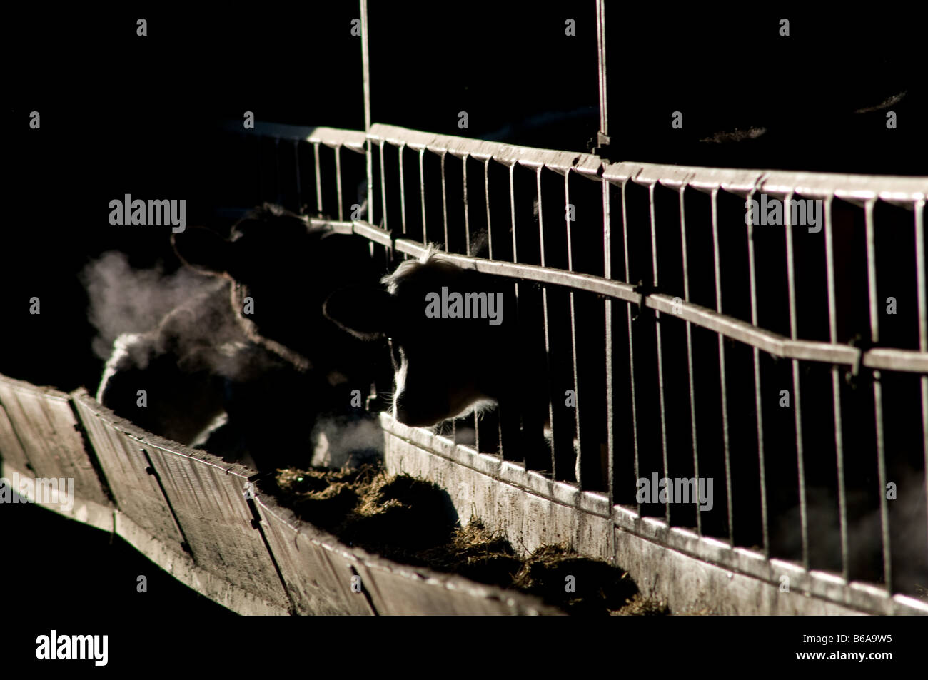 Cows eating at trough Stock Photo - Alamy