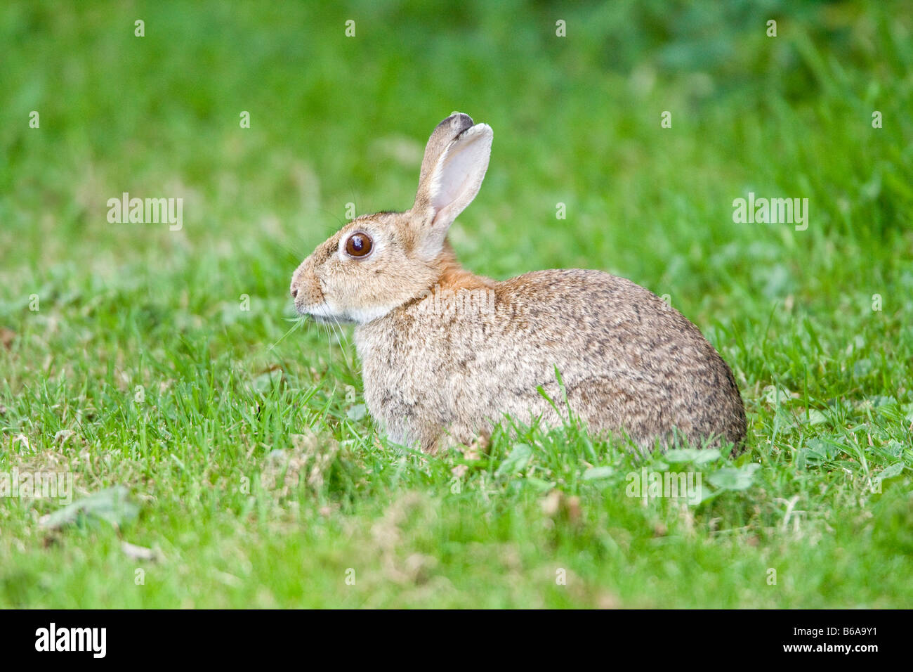 Common rabbit hi-res stock photography and images - Alamy